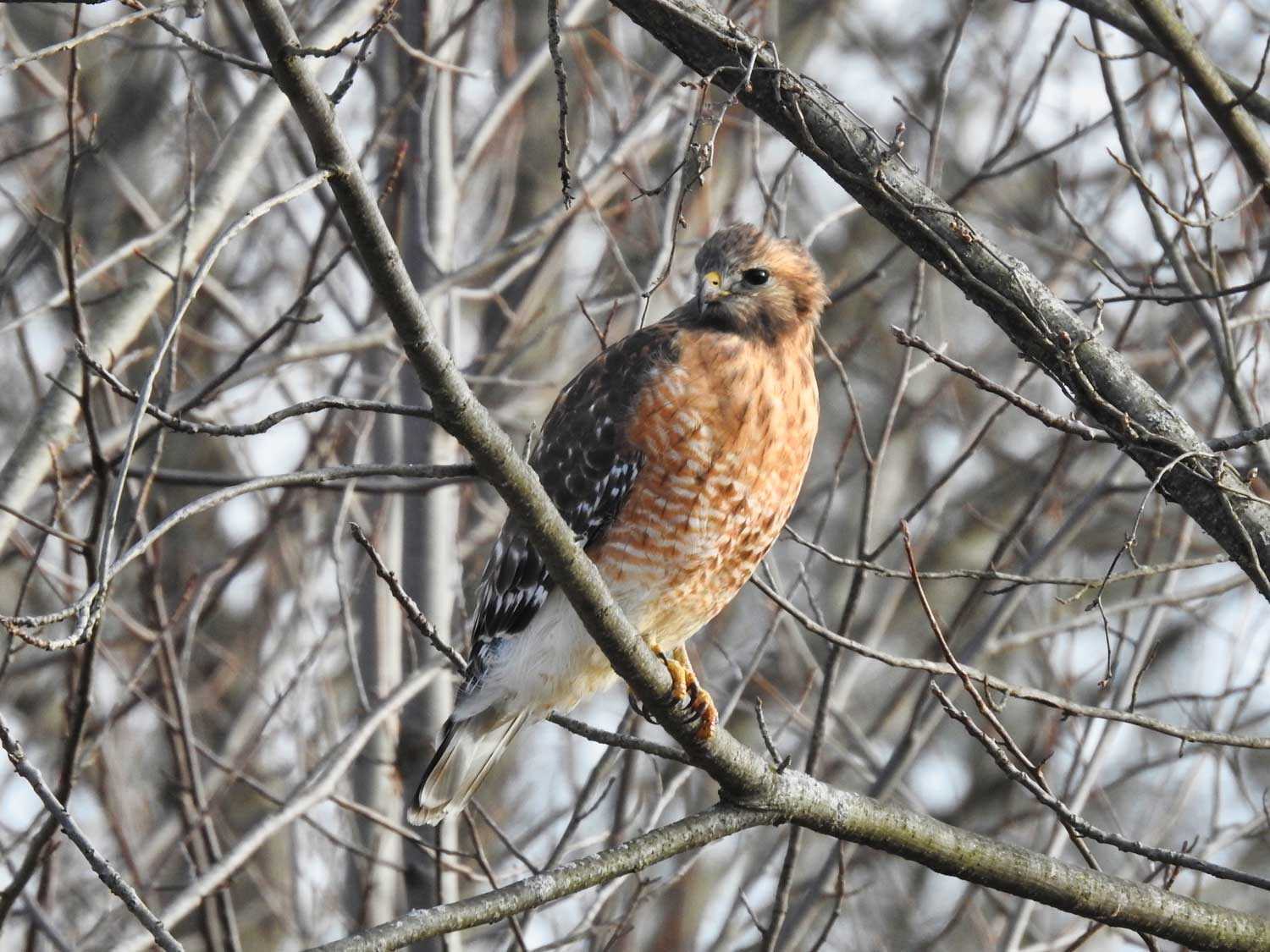 Back Campus : Earlham College